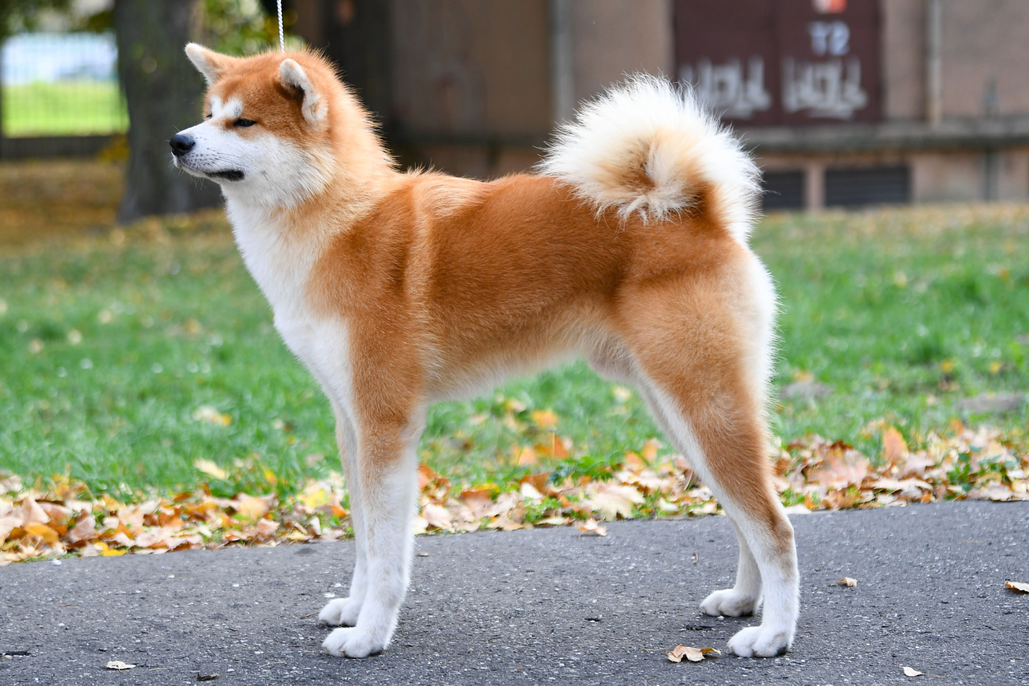 Full information about Japanese national treasure Akita Training ...