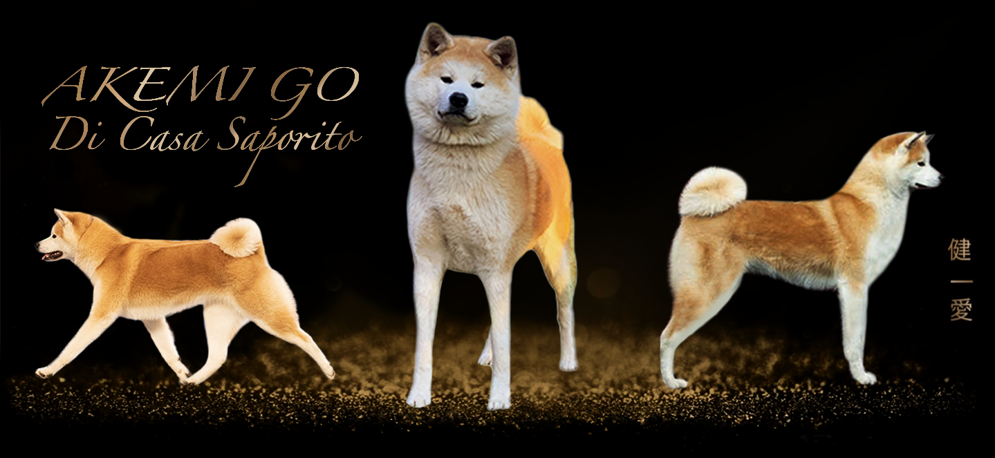 AKEMI GO Di Casa Saporito - female Akita - Japanese akita kennel Ken ...