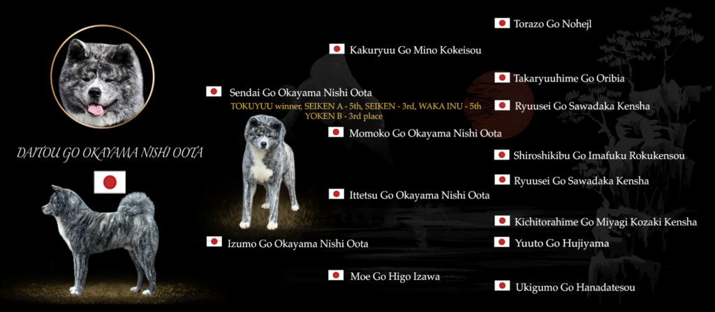 DAITOU GO Okayama Nishi Oota - Male Japanese Akita - Japanese Akita ...
