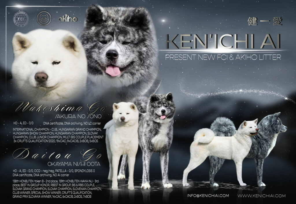 NEWS - Japanese Akita kennel & breeder - Ken'Ichi Ai