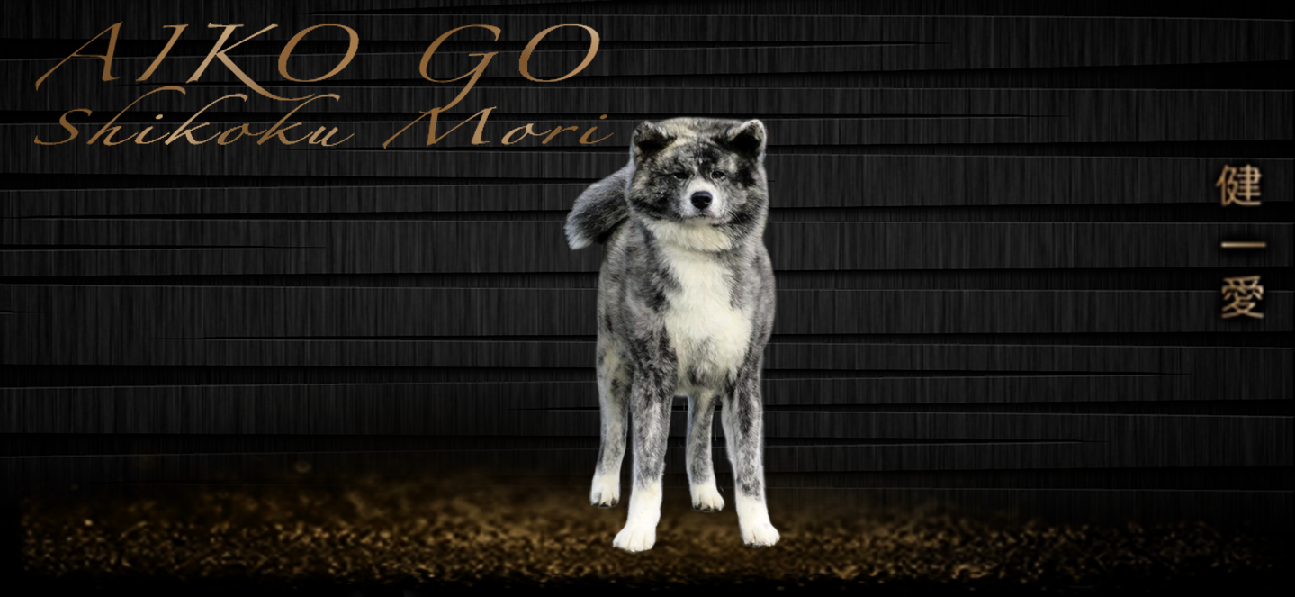 AIKO GO Shikoku Mori - Female Japanese Akita - Japanese Akita kennel ...