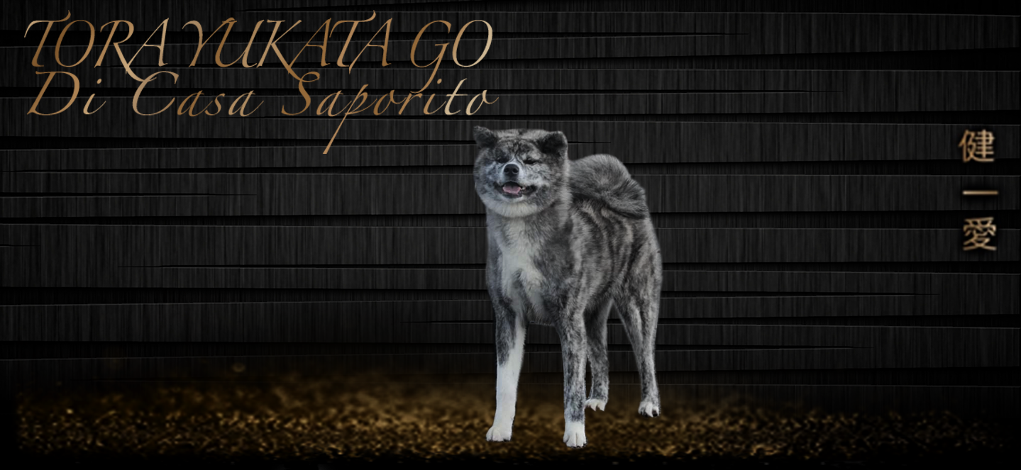 TORA YUKATA GO Di Casa Saporito - female Akita - Japanese akita kennel ...