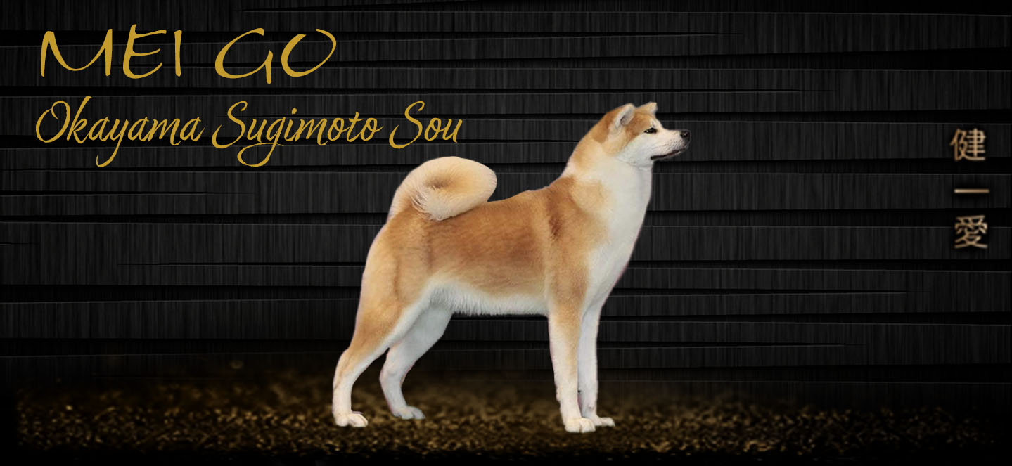 MEI GO Okayama Sugimoto Sou - Fena japonského plemene Akita Inu ...