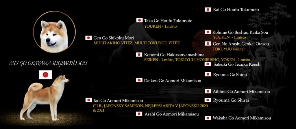 MEI GO Okayama Sugimoto Sou - Fena japonského plemene Akita Inu ...