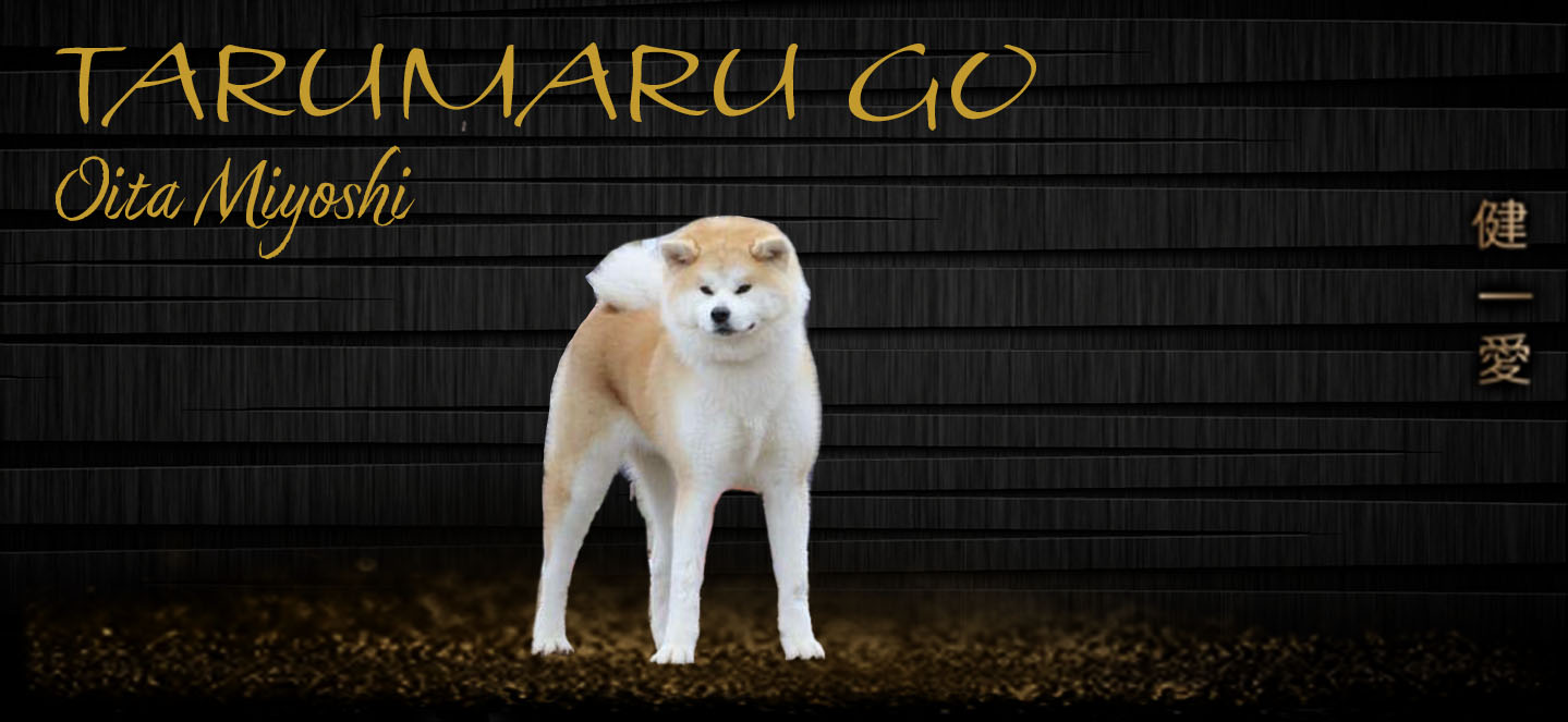 TARUMARU GO Oita Miyoshi - Female Japanese Akita - Japanese Akita kennel & breeder Ken Ichi Ai